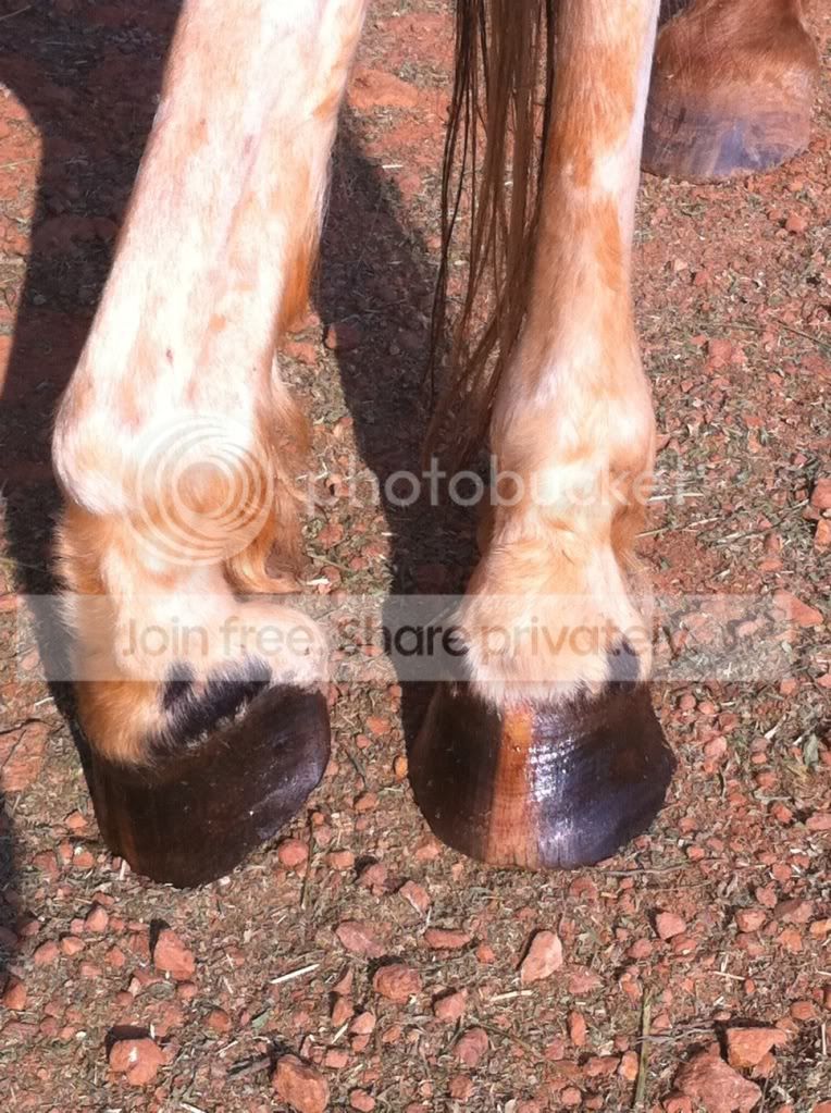 Hoof Flares- jsut trimmed | Page 2 | The Horse Forum