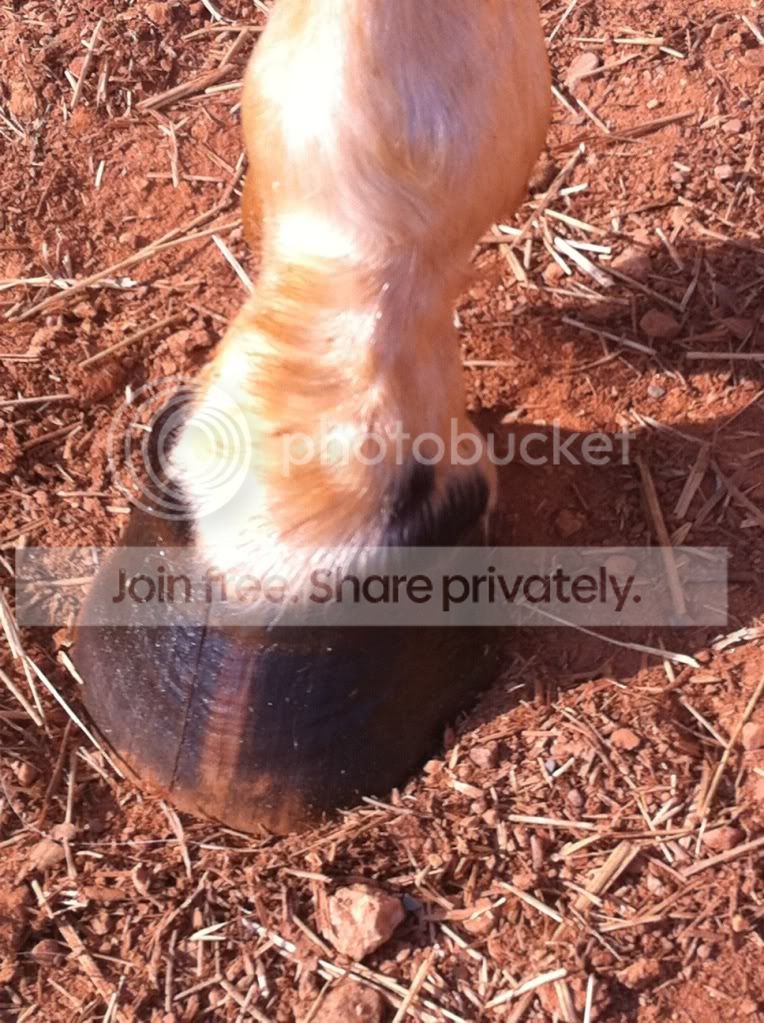 Hoof Flares- jsut trimmed | Page 2 | The Horse Forum