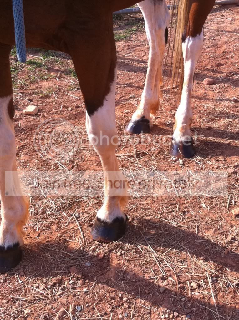 Hoof Flares- jsut trimmed | Page 2 | The Horse Forum