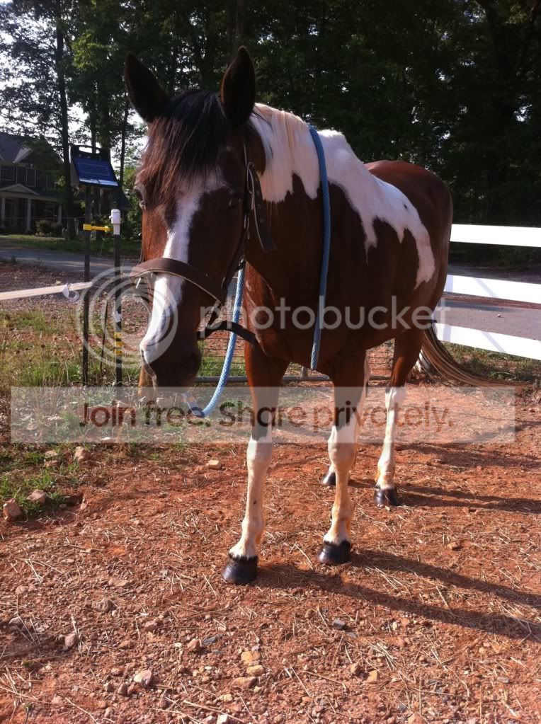 Hoof Flares- jsut trimmed | Page 2 | The Horse Forum
