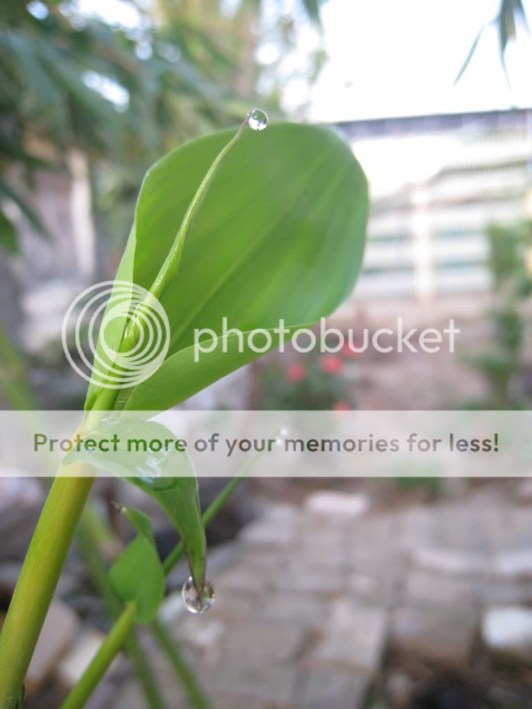 Chút ít hương xuân ^^ | Viết bởi Benjamin_Quan